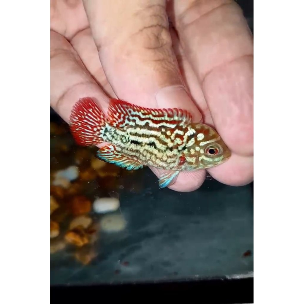 Jual super red kamfa F2 VVIP MALE import +5cm | Shopee Indonesia