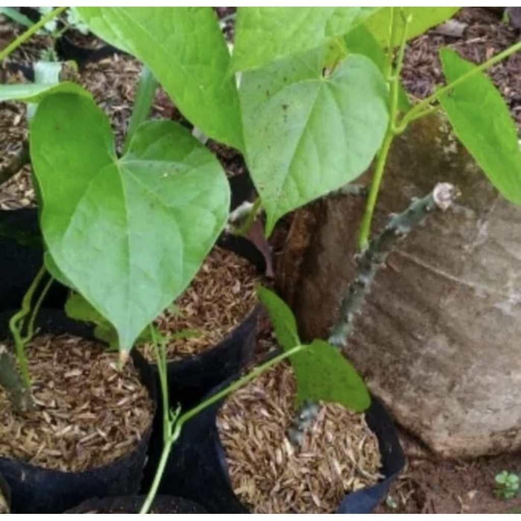 Jual Pohon Antawali / Brotowali Tanaman Herbal Antawali / Brutowali ...