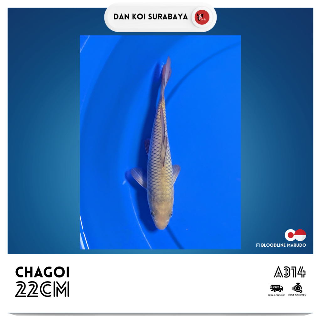 Jual Ikan Koi Chagoi F1 Bloodline Marudo Kode A312 | Shopee Indonesia