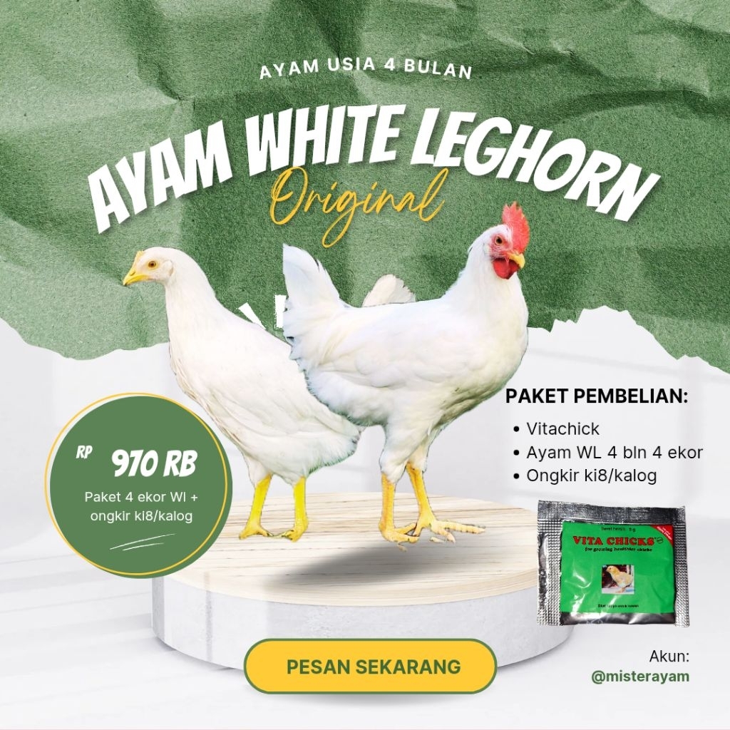 Jual PAKET AYAM WHITE LEGHORN 4 BLN ISI 4 | Shopee Indonesia