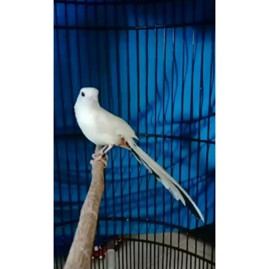 Jual Telur MURAI BATU PANDA super (siap mwnetas) | Shopee Indonesia