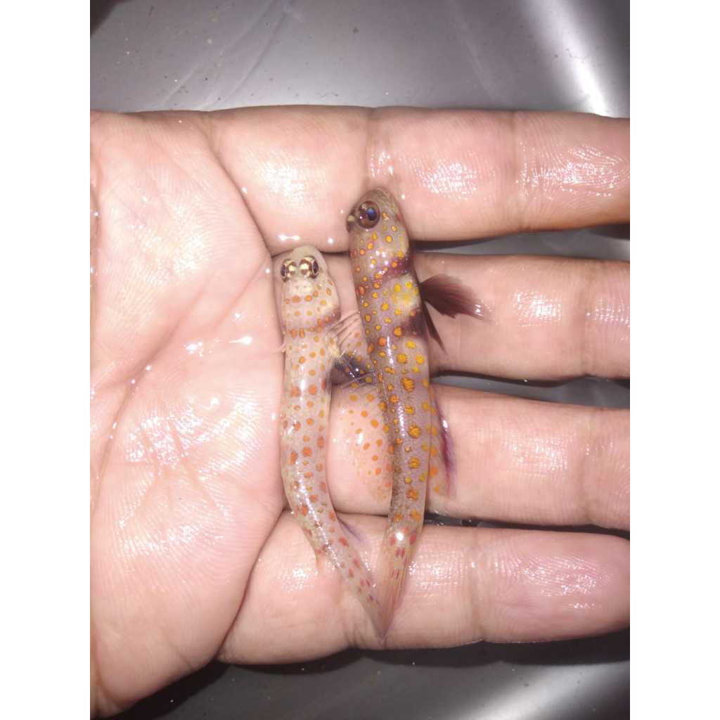 Jual Jabing Titik - Orange Spotted Prawn Goby | Shopee Indonesia