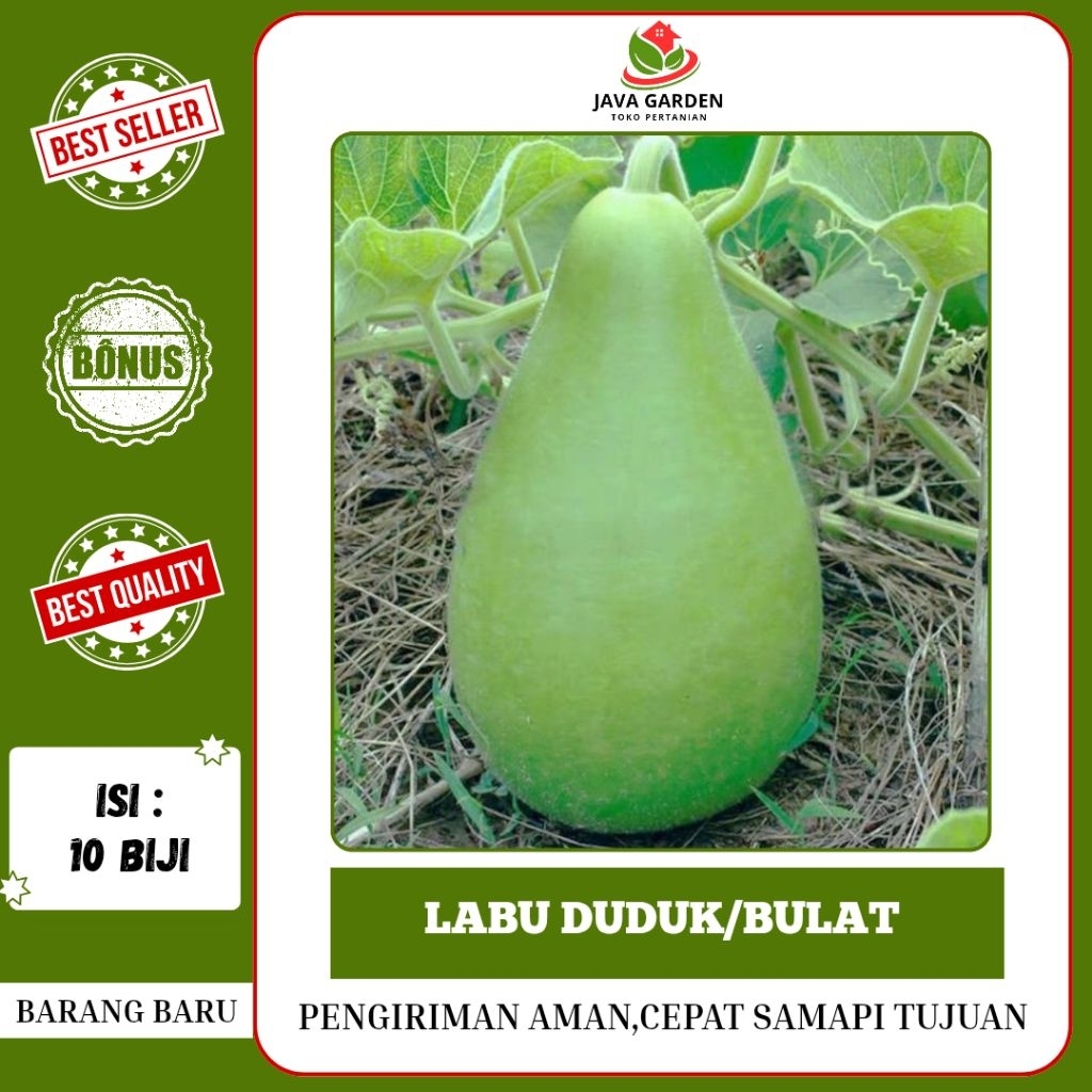Jual 10 BIJI>BENIH BIJI LABU AIR DUDUK MUDAH BERKECAMBAH | Shopee Indonesia