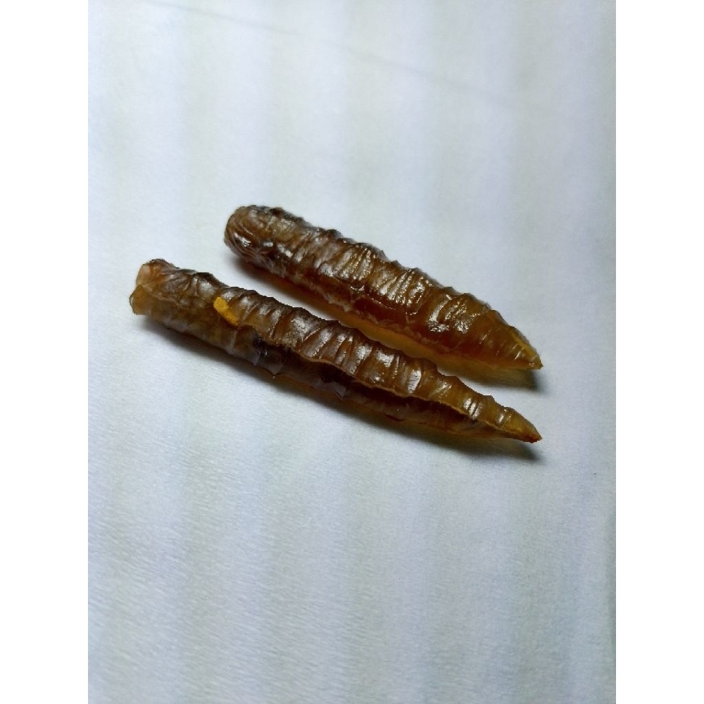 Jual batu 2(dua) fosil nunggal pamor buntel mayit ulir | Shopee Indonesia