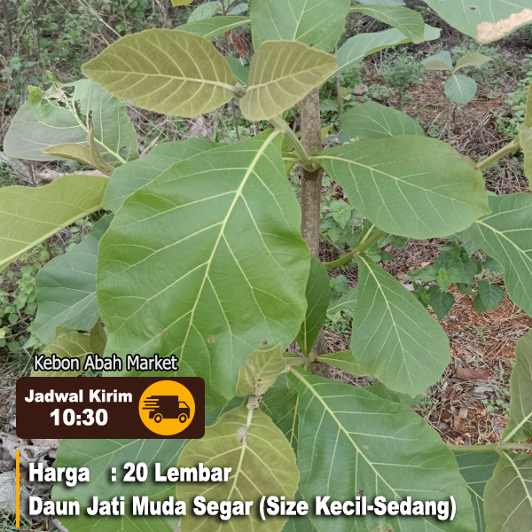 Jual Daun Jati Muda Segar Fresh 20 Lembar Size Sedang Kecil Langsung ...