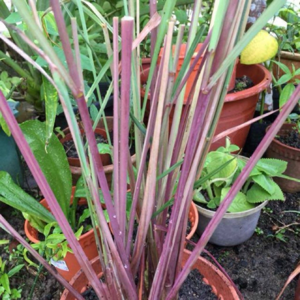 Jual Tanaman Serai Merah (Herbal) / Citronella Grass / Red Lemongrass ...