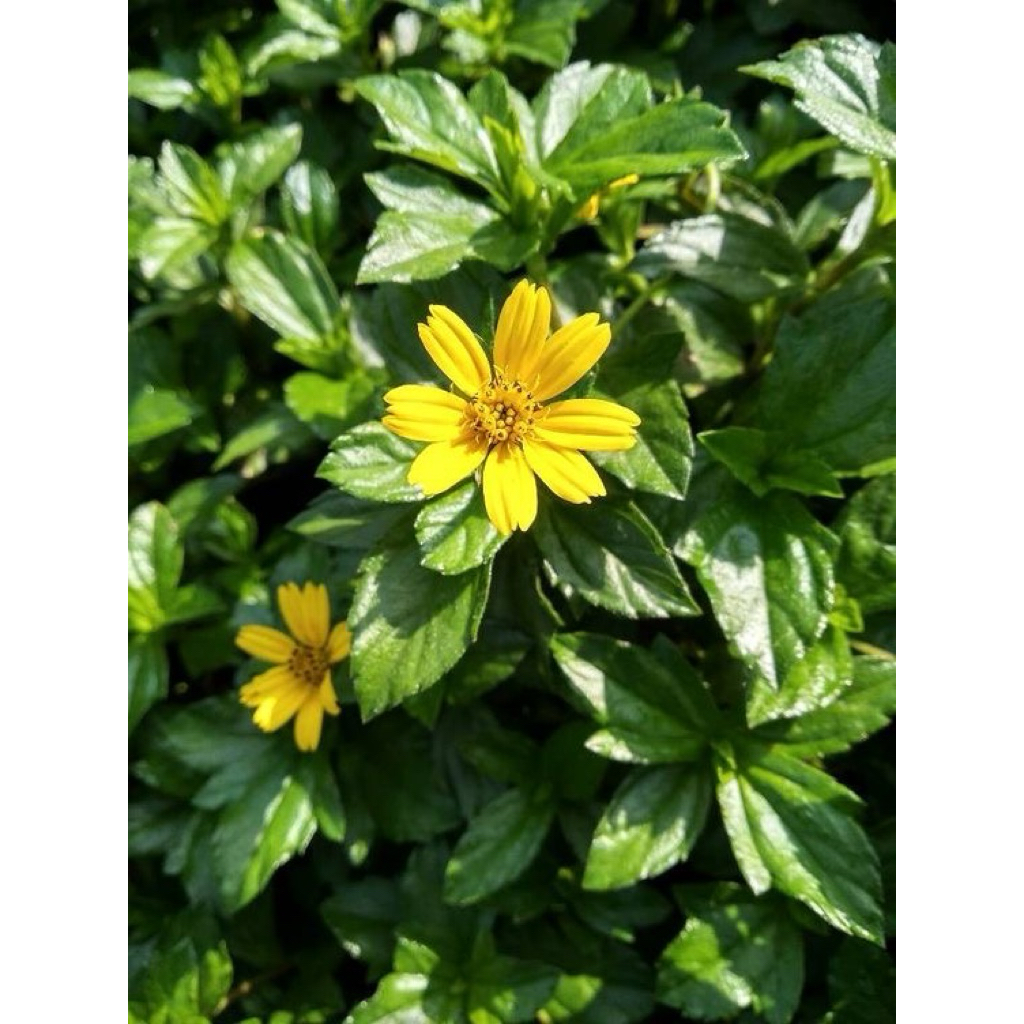 Jual tanaman hias wedelia - bunga matahari mini - widelia rambat ...