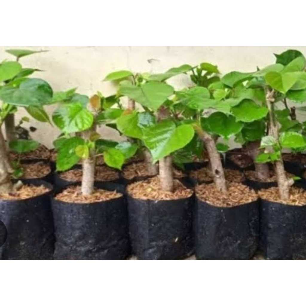 Jual Bibit stek pohon waru asli organik tinggi 30 cm siap tanam ...