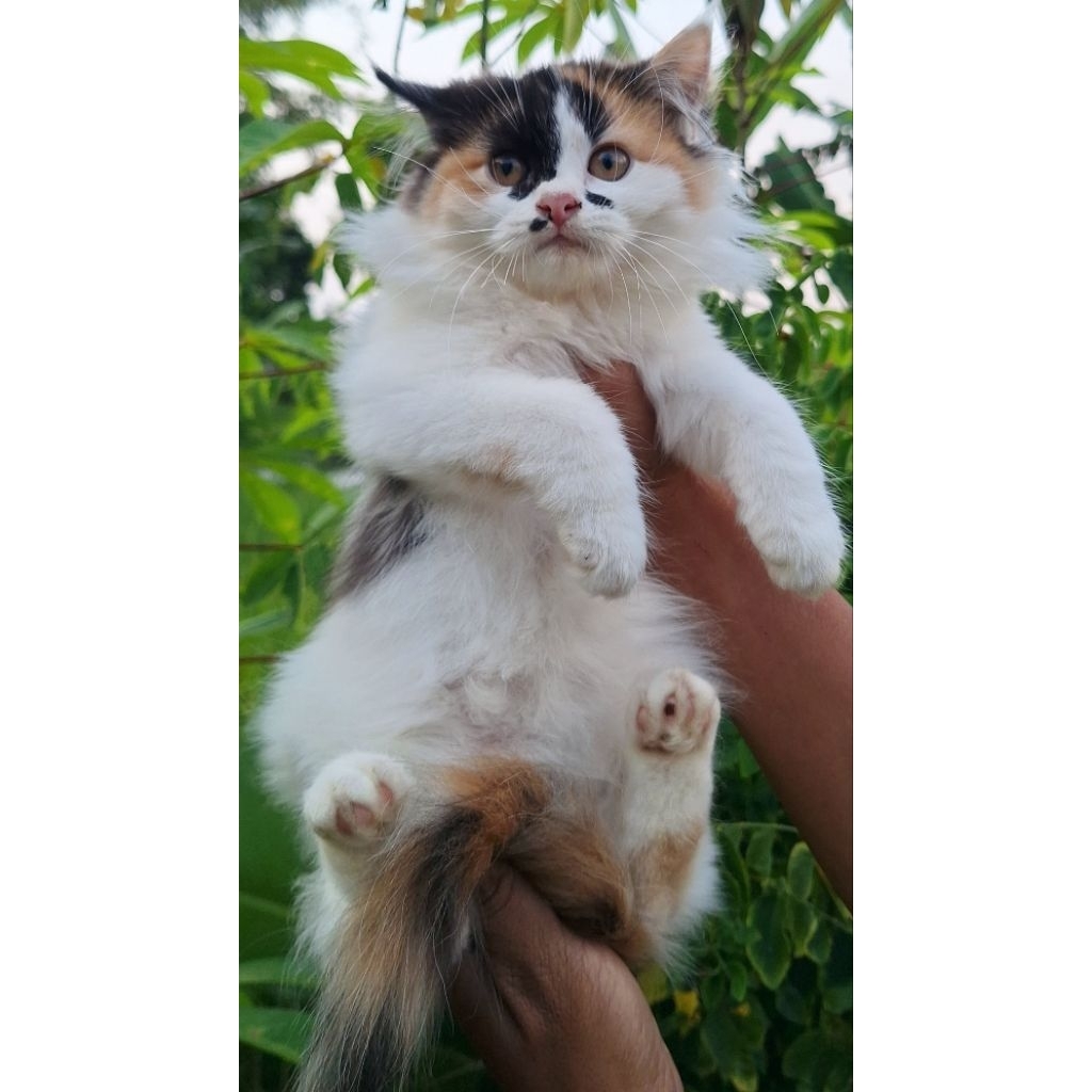 Jual KUCING PERSIA MEDIUM BETINA 2 BULAN CALLICO | Shopee Indonesia