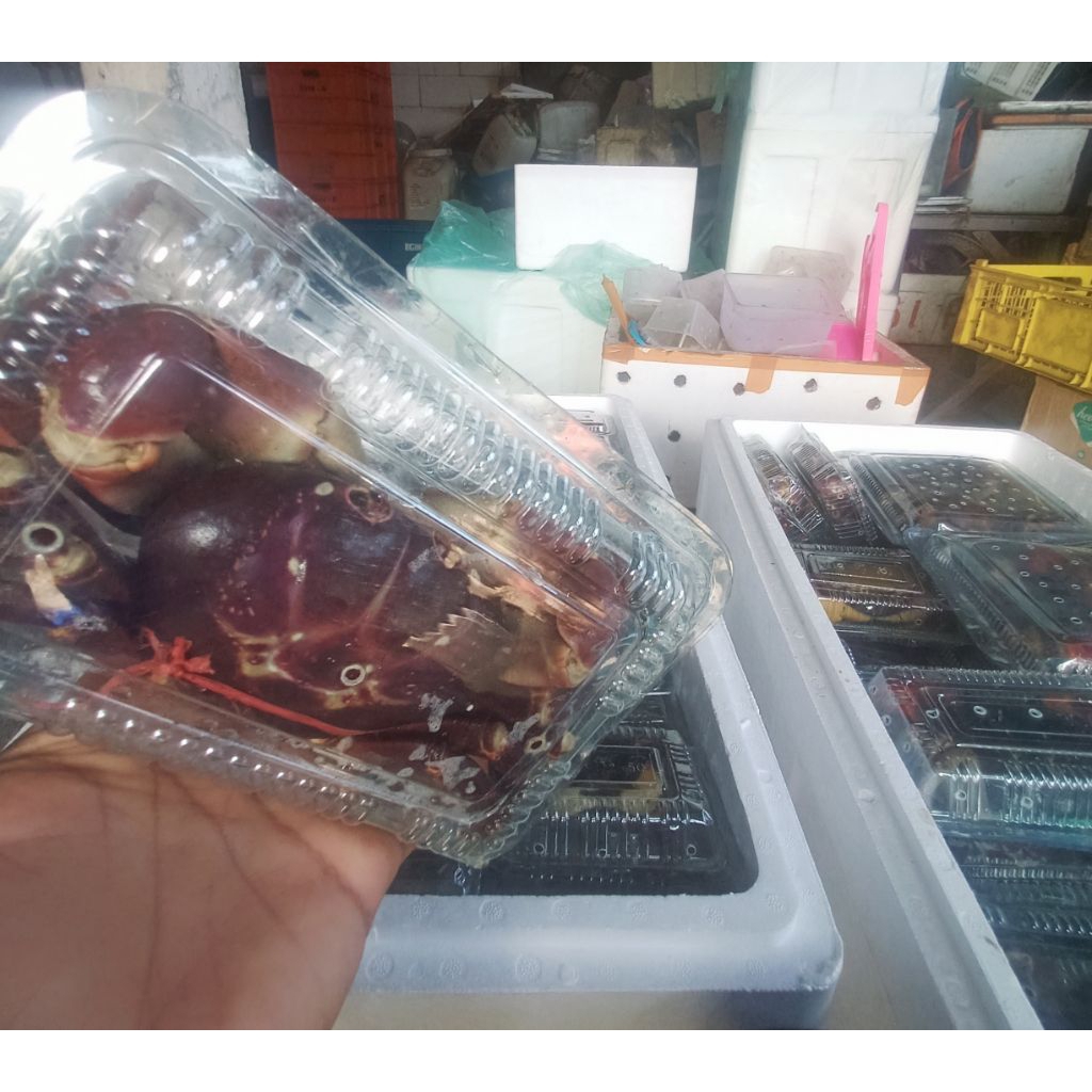 Jual ikan Kepiting Hias Lalandi Air Tawar ( Lalandi Gecarcoidea crab ) Aquascape | Shopee Indonesia