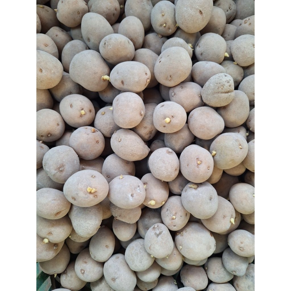 Jual Benih Kentang Granola L G3 Harga Per 25kg | Shopee Indonesia