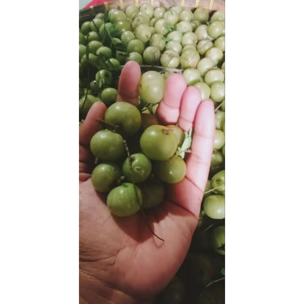 Jual BUAH MALAKA 500 GRAM | Shopee Indonesia