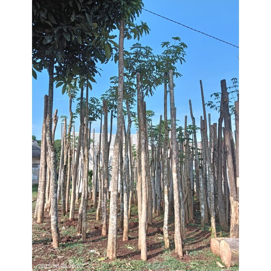 Jual pohon pule tinggi 4-5 meter diameter 8-10 cm | Shopee Indonesia