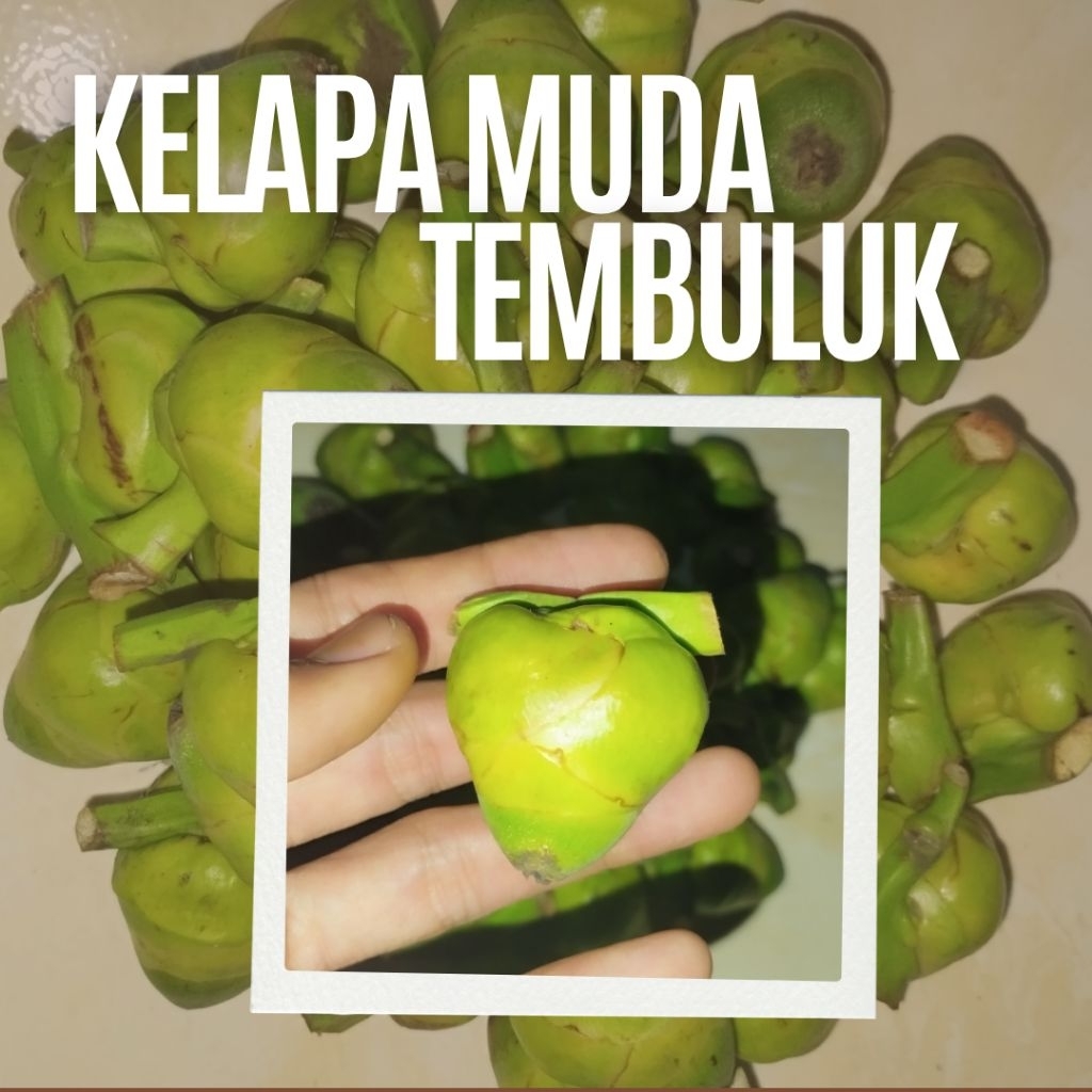 Jual BELULUK KELAPA TEMBULUK KELAPA MUDA || OBAT HERBAL KAYA MANFAAT ...