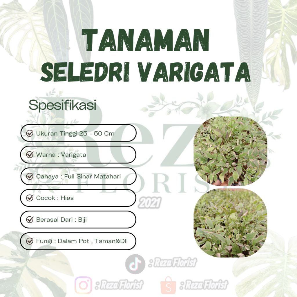 Jual Bibit Tanaman Herbal Daun Seledri - Seledri Varigata | Shopee ...