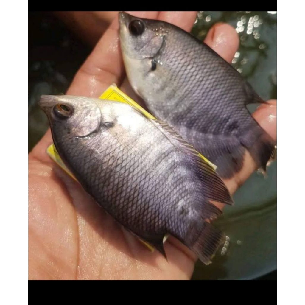 Jual ikan gurame soang ukuran korek kayu paket isi 1 ekor | Shopee ...