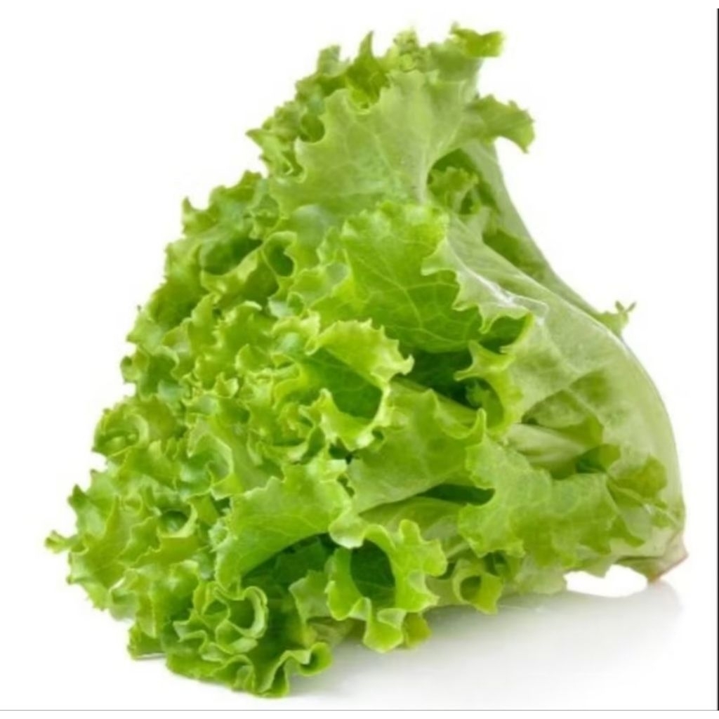 Jual selada keriting 1 kg - sayur selada | Shopee Indonesia