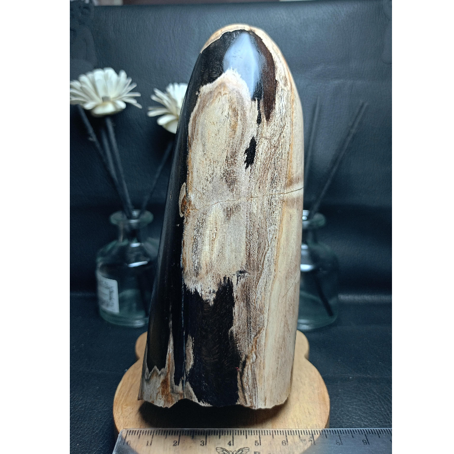 Jual Natural Rough Fossil Kayu (petrified wood) (5) | Shopee Indonesia