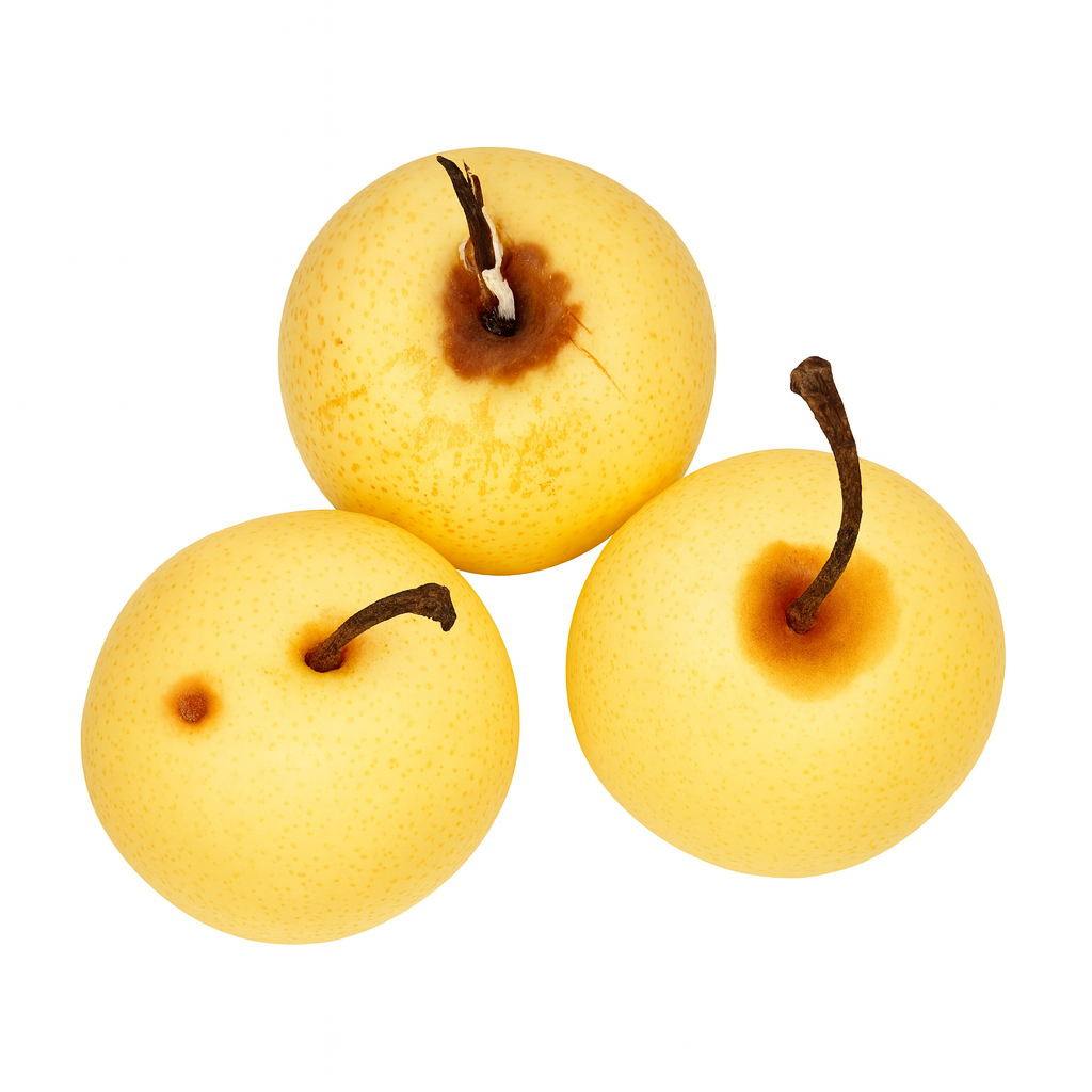 Jual [IMPERFECT] Buah Pear Century 1kg | Shopee Indonesia
