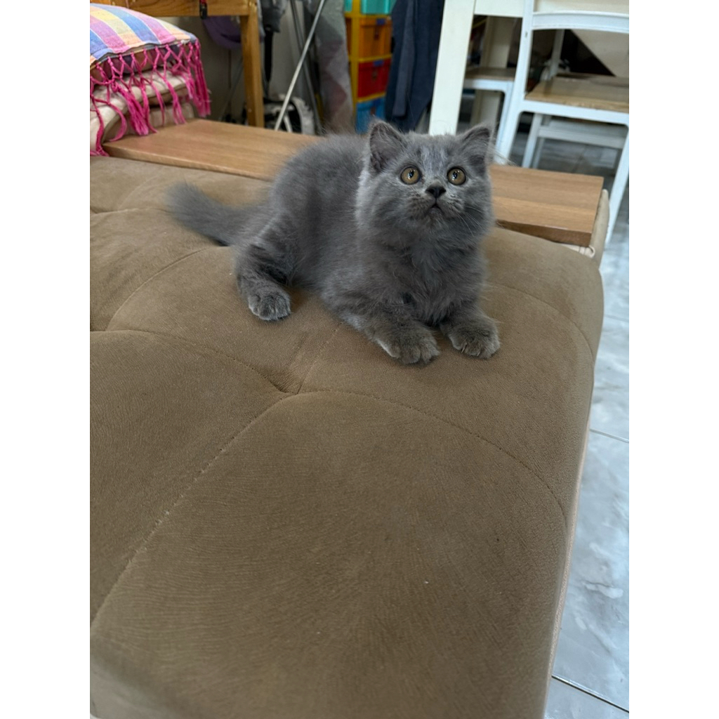 Jual Kucing BSH Terlengkap & Harga Terbaru Mei 2026 | Shopee Indonesia
