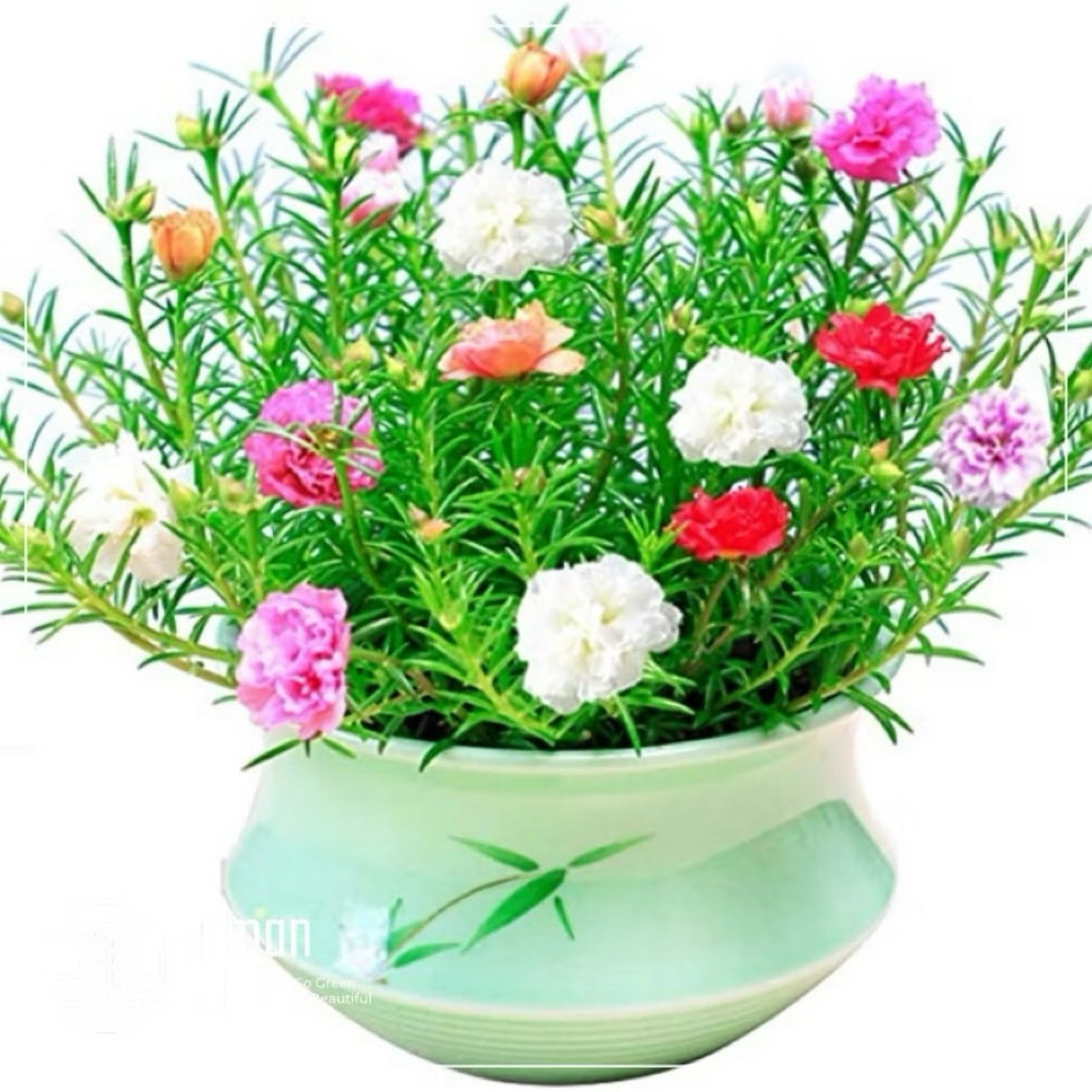 Jual ( 20 Butir ) Benih Biji Bunga Pukul 9 | Bunga Krokot Moss Rose ...
