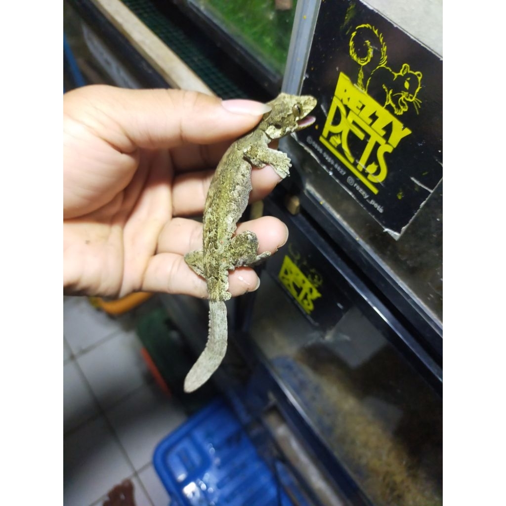 Jual gekko kuhli atau cicak terbang (kurir ojek online) | Shopee Indonesia