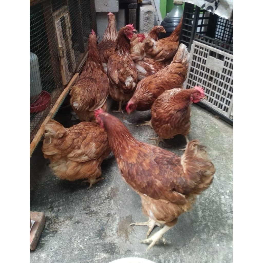 Jual AYAM PETELUR/AYAM MERAH SIAP PRODUKSI | Shopee Indonesia
