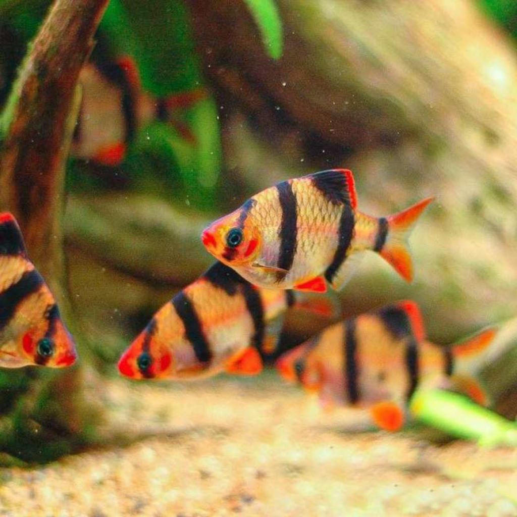 Jual ikan hiasa Sumatra hiasan aquarium | Shopee Indonesia