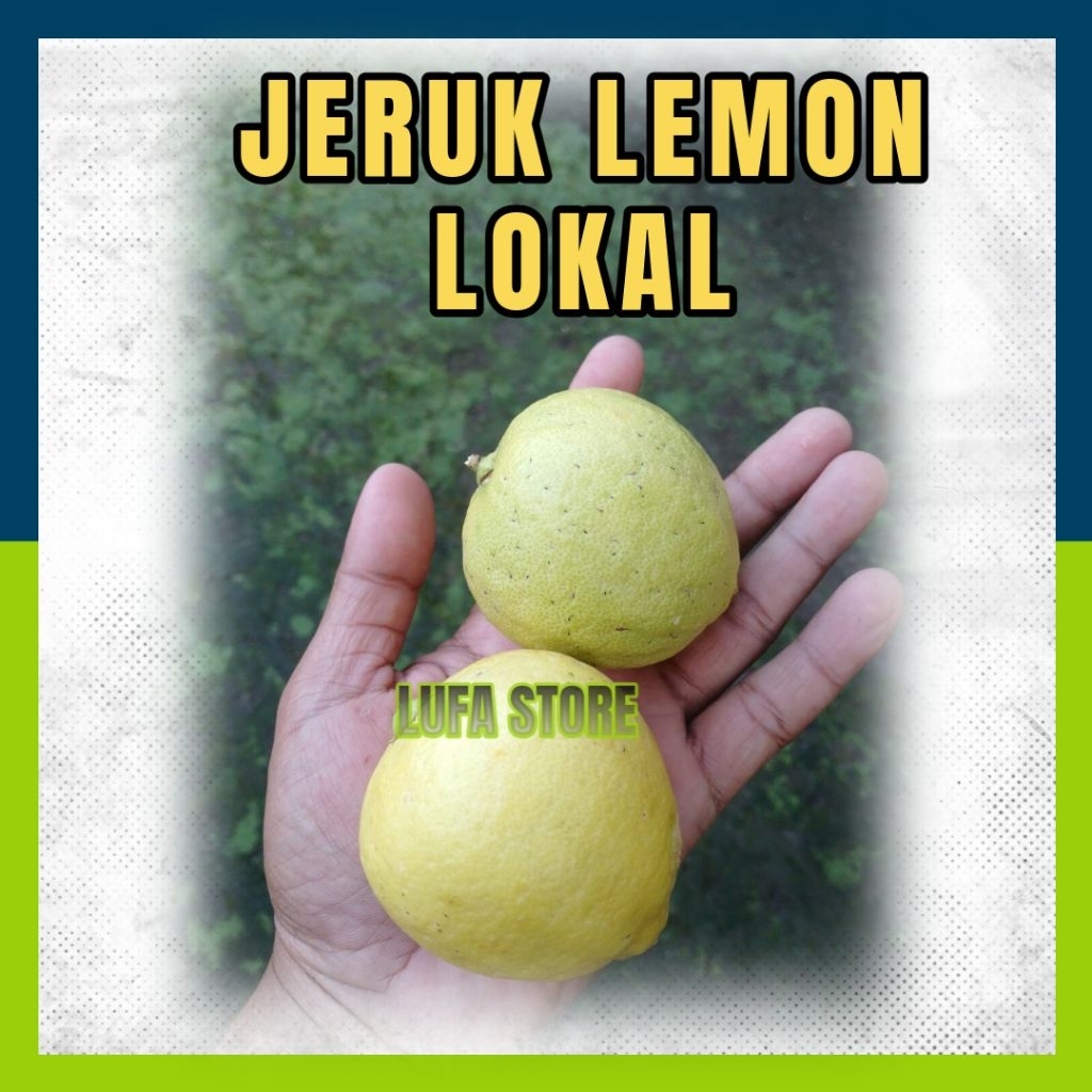 Jual Jeruk Lemon Lokal Segar | Shopee Indonesia