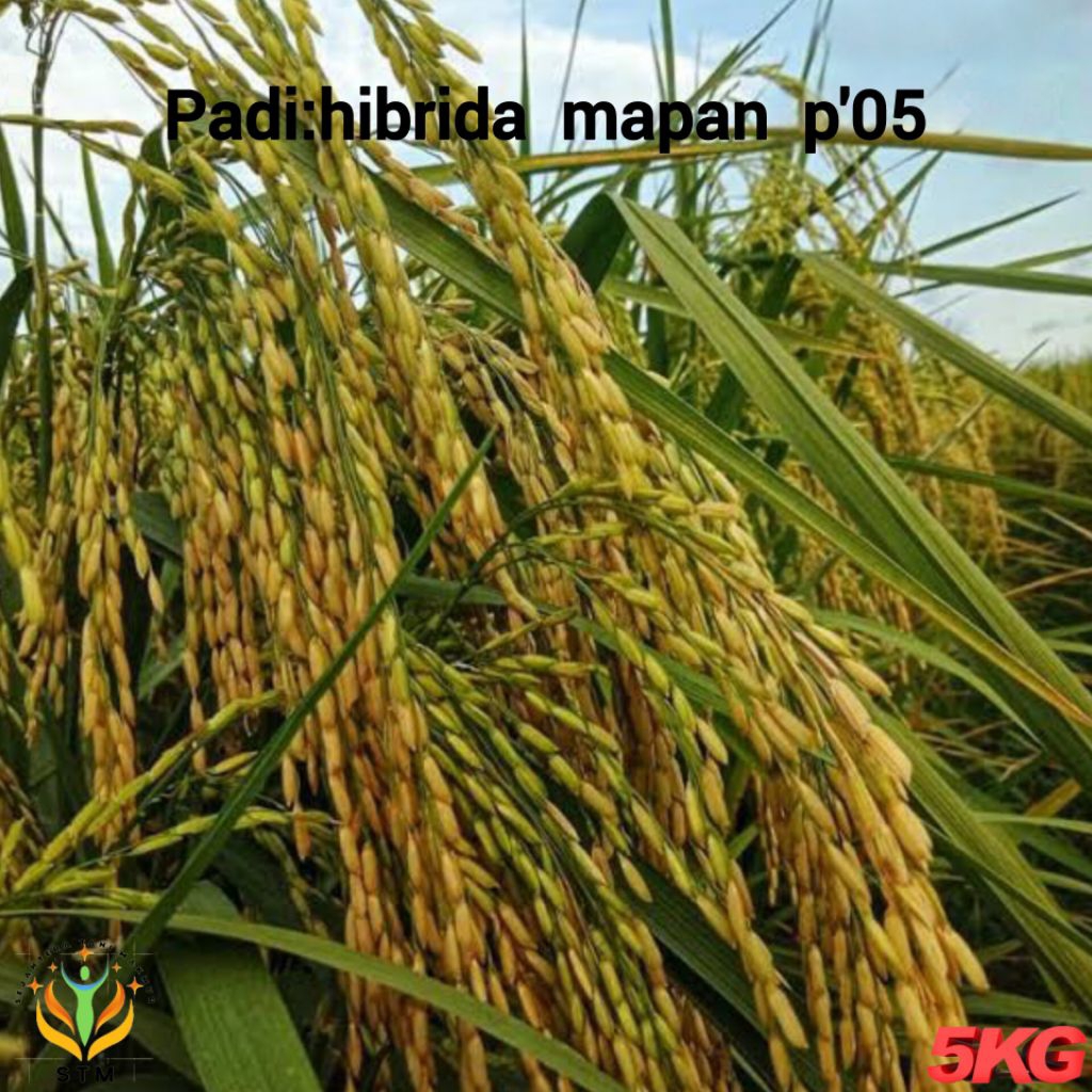 Jual Bibit Padi Hibrida Mapan p05 Kualitas Unggul Kemasan 5Kg Super | Shopee Indonesia