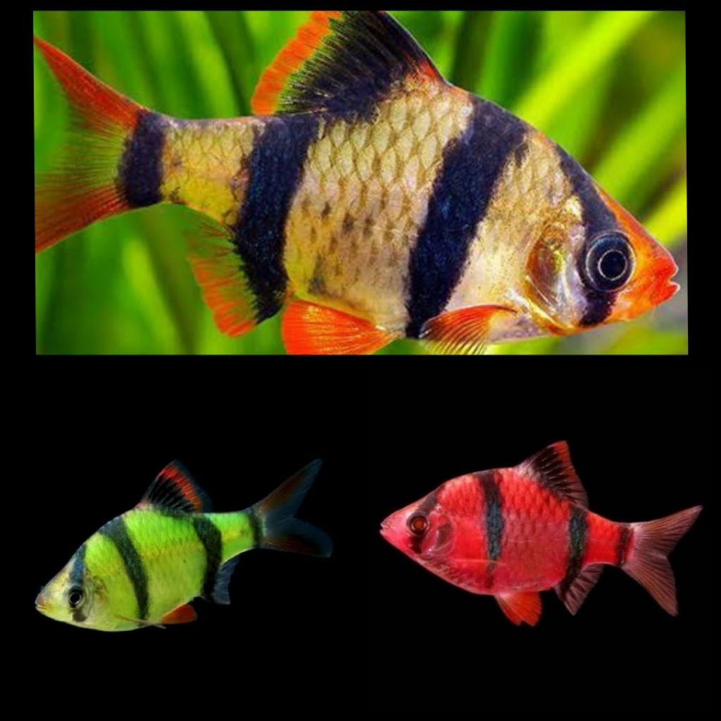Jual Hiasan aquarium - barb Tetra | Shopee Indonesia