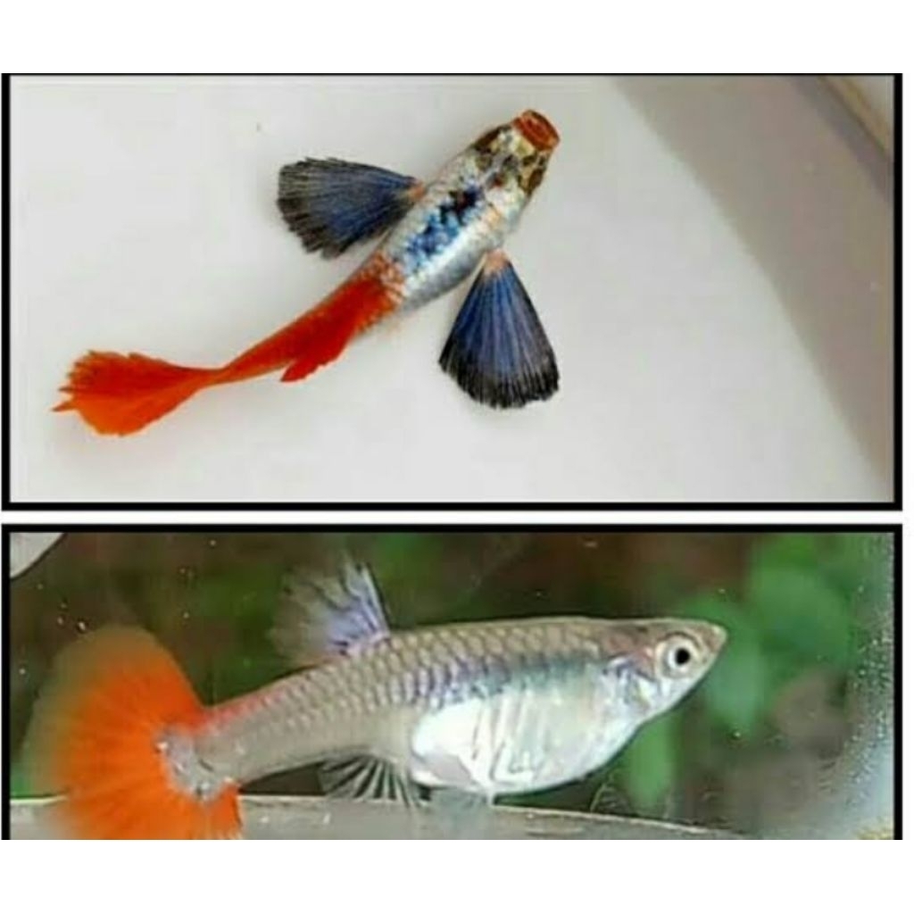Jual Guppy per Pasang ( 2 ekor ) | Shopee Indonesia