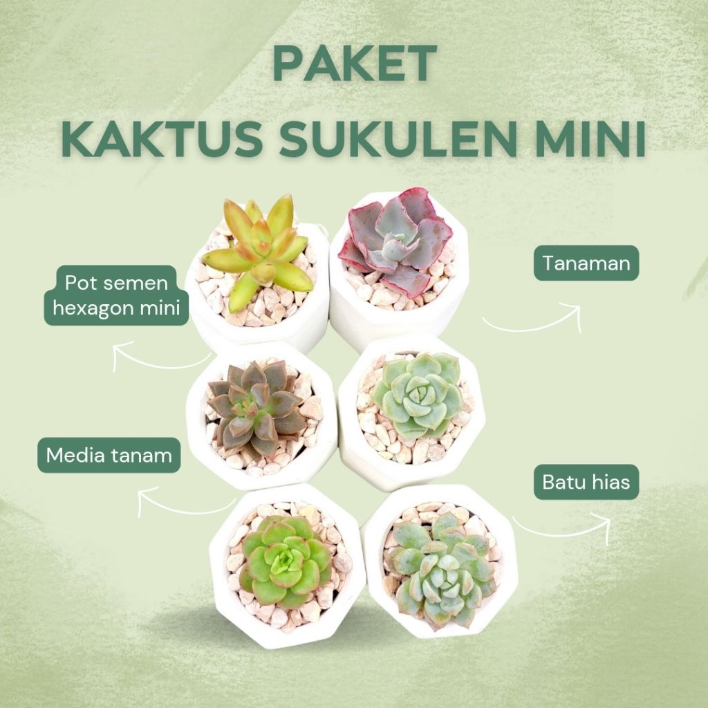 Jual Paket Kaktus Sukulen Mini + Pot Semen + Media Tanam | TANAMAN ...