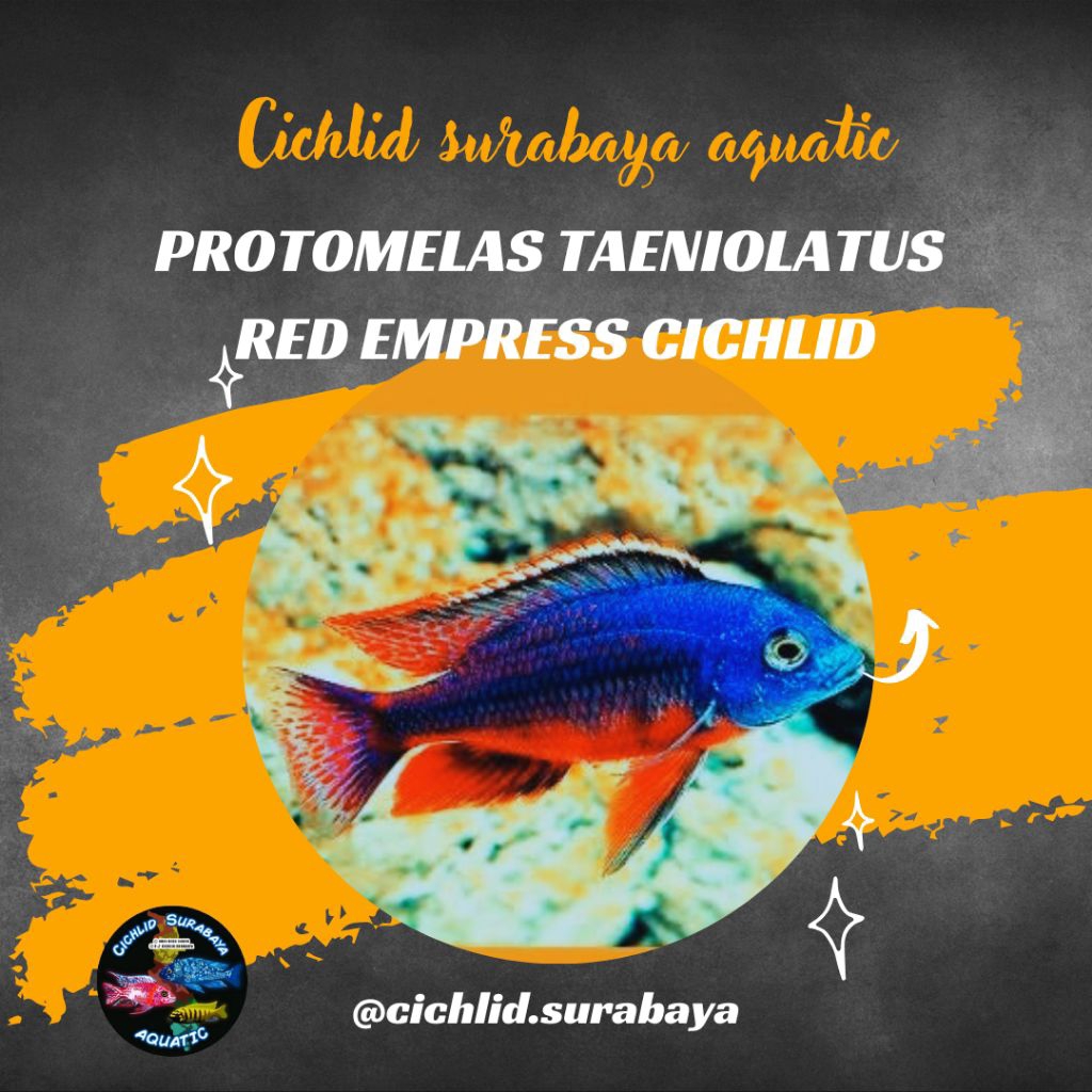 Jual Red empress cichlid | Shopee Indonesia