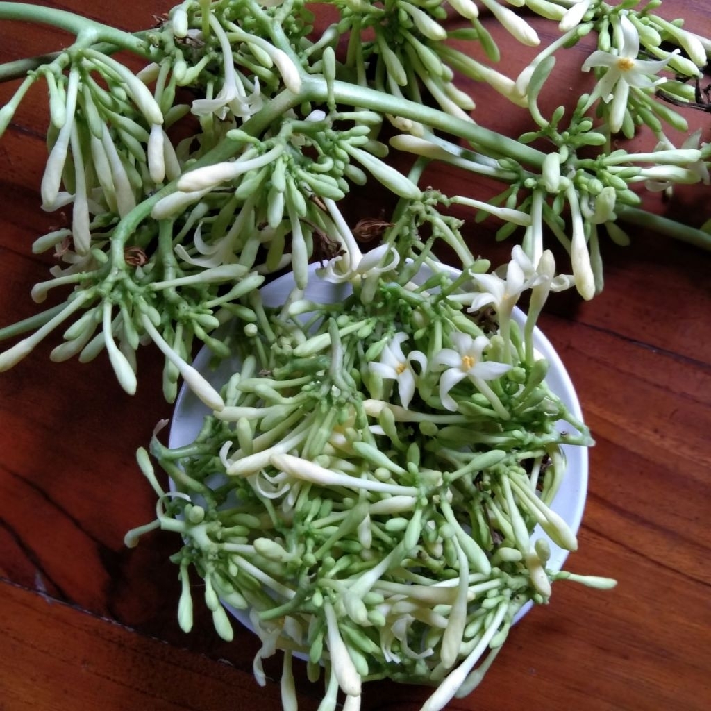 Jual Bunga Pepaya Jantan Karayunan/Kemang gedang karayunan 500 Gram ...