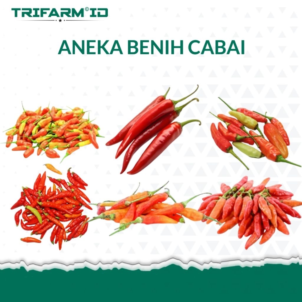 Jual Macam - Macam Benih Cabai Bibit Cabe Rawit Cabe Keriting Cabe ...