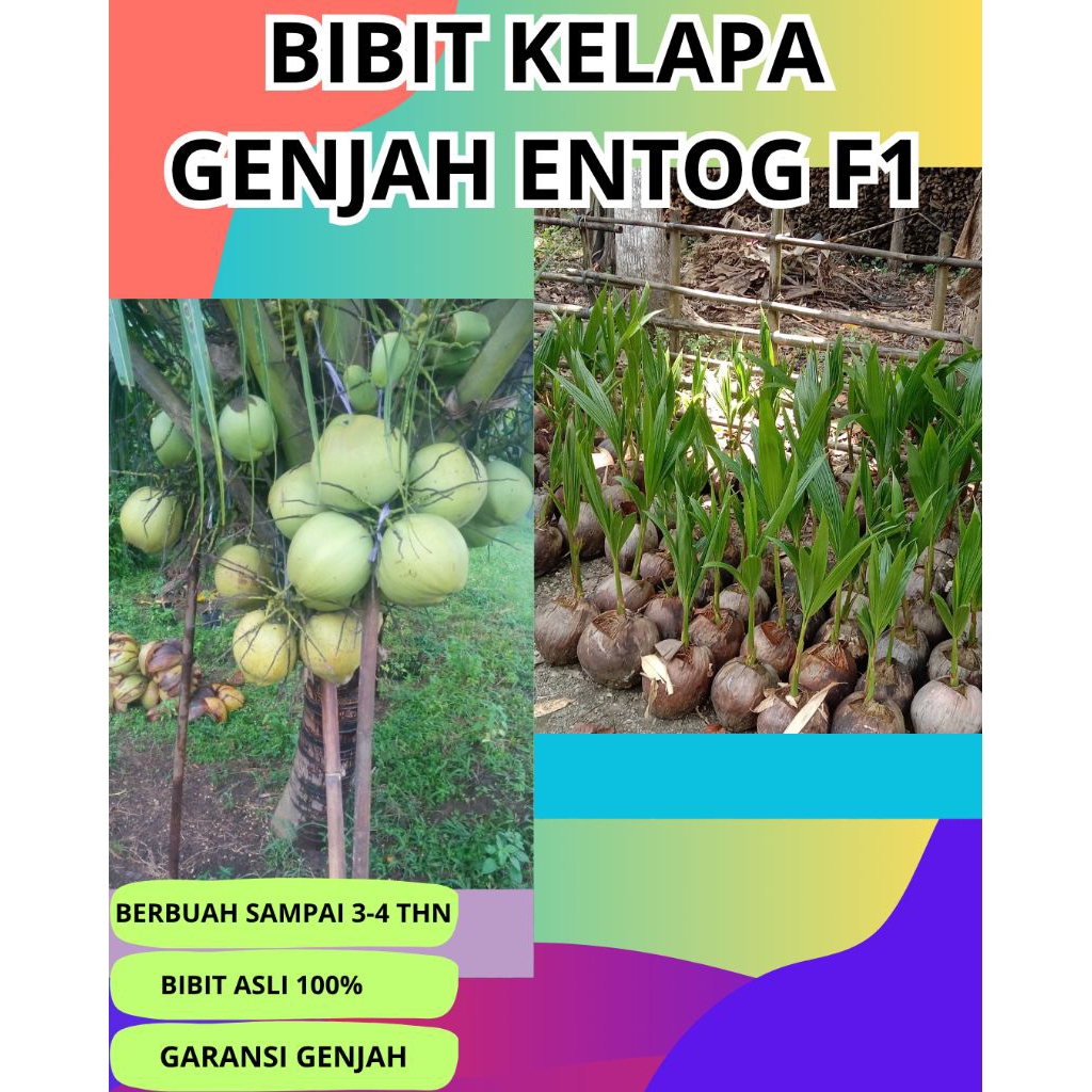 Jual DIJAMIN ASLI !! Bibit Buah Kelapa Genjah Hasil Melimpah F1, Bibit ...