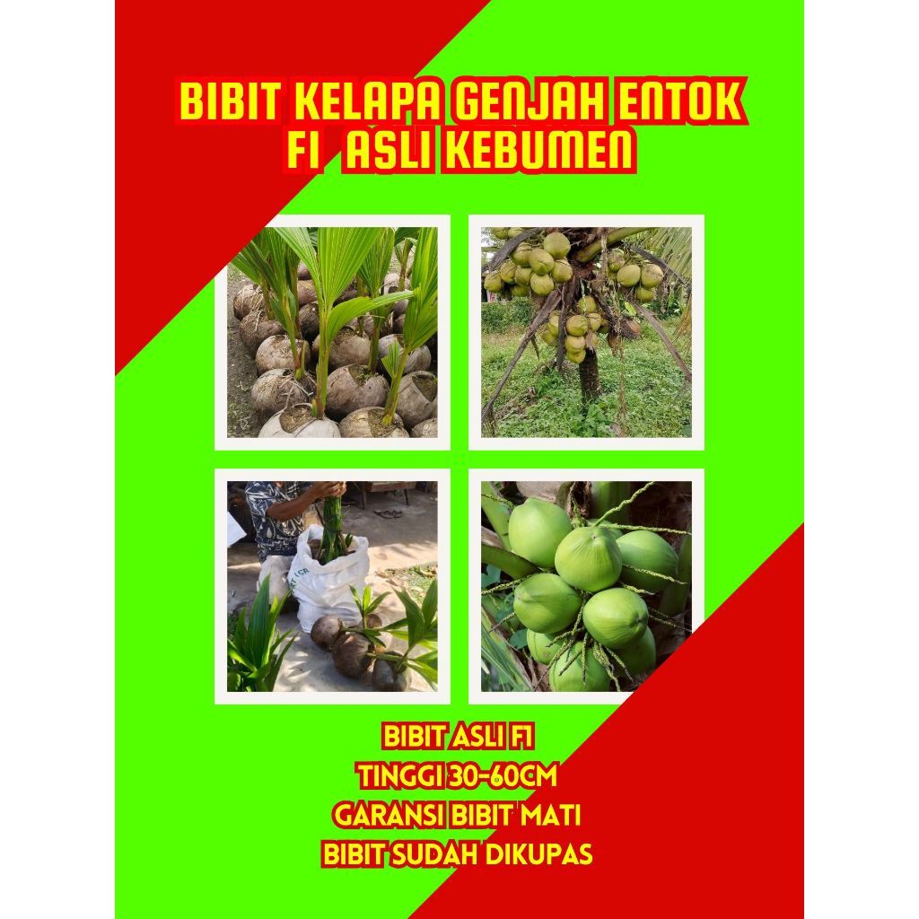 Jual 100% ASLI !! Tanaman Kelapa Genjah Entok Wulung F1 Asli, Tanaman ...