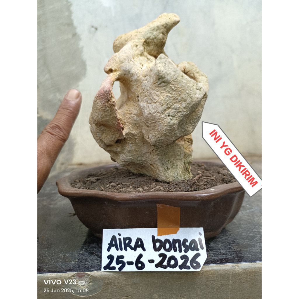 Jual batu gunung untuk bonsai | Shopee Indonesia