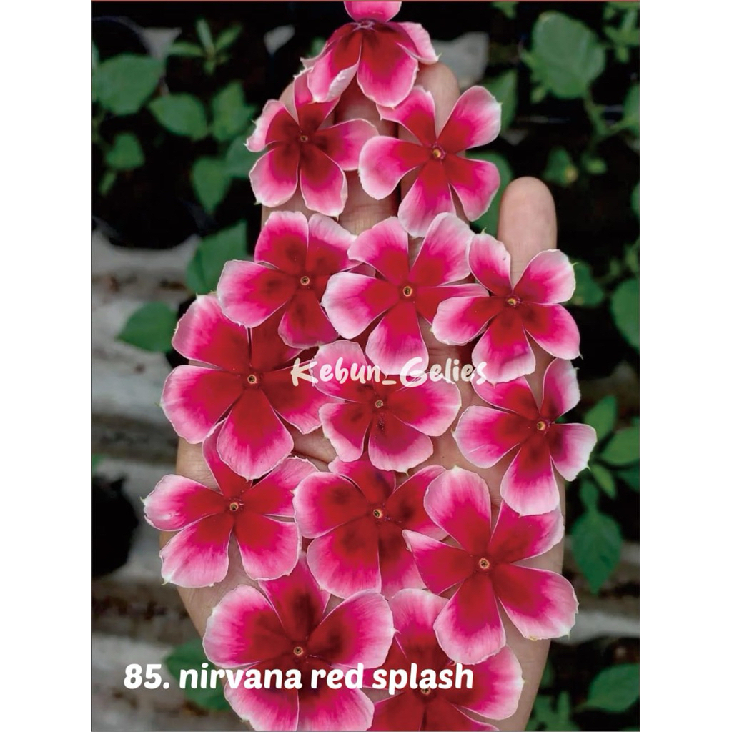 Jual Biji bunga vinca NIRVANA RED SPLASH benih bunga vinca fresh seed ...