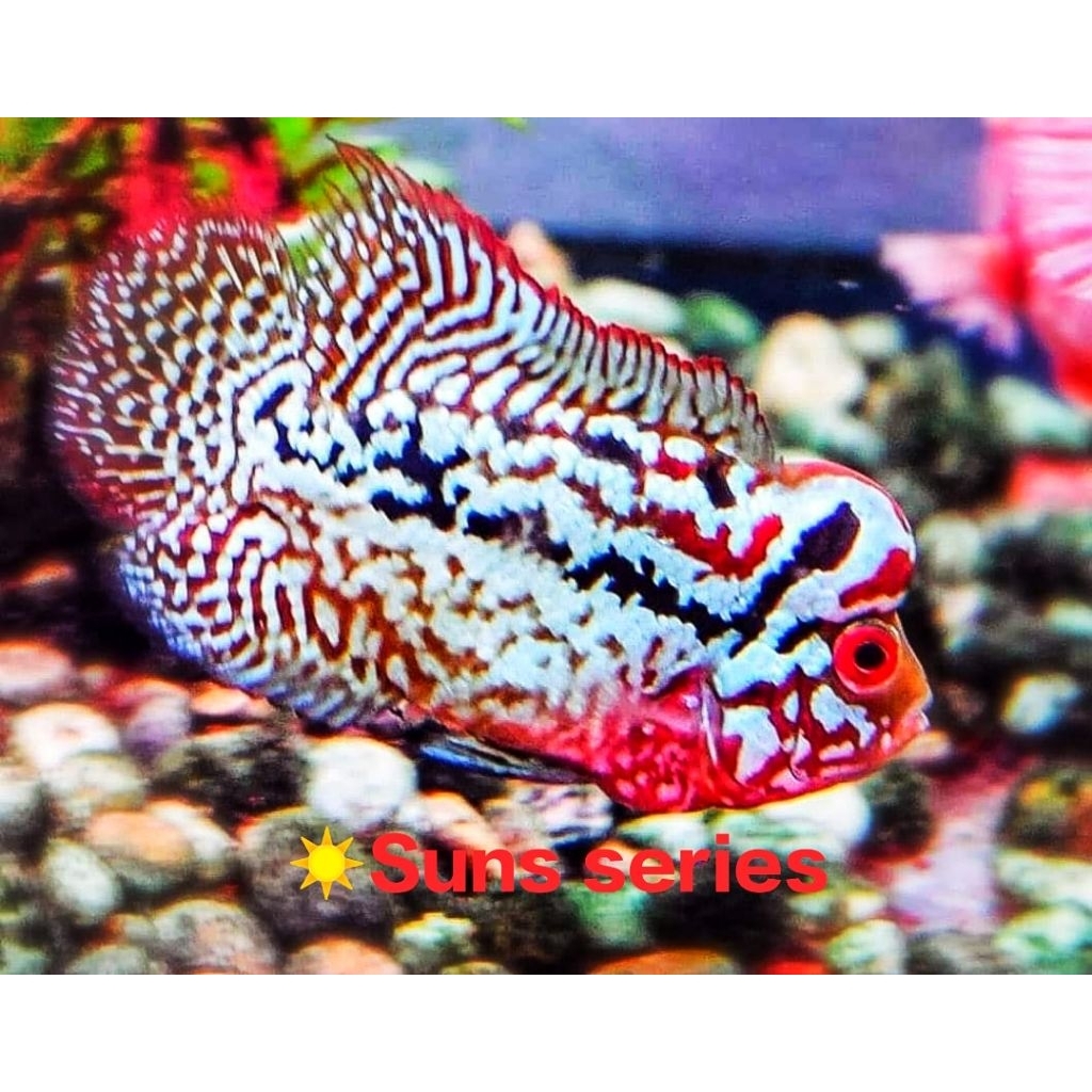 Jual Promo Burayak VIP King Kamfa F2 Red Gen Boomhead Ori | Shopee ...