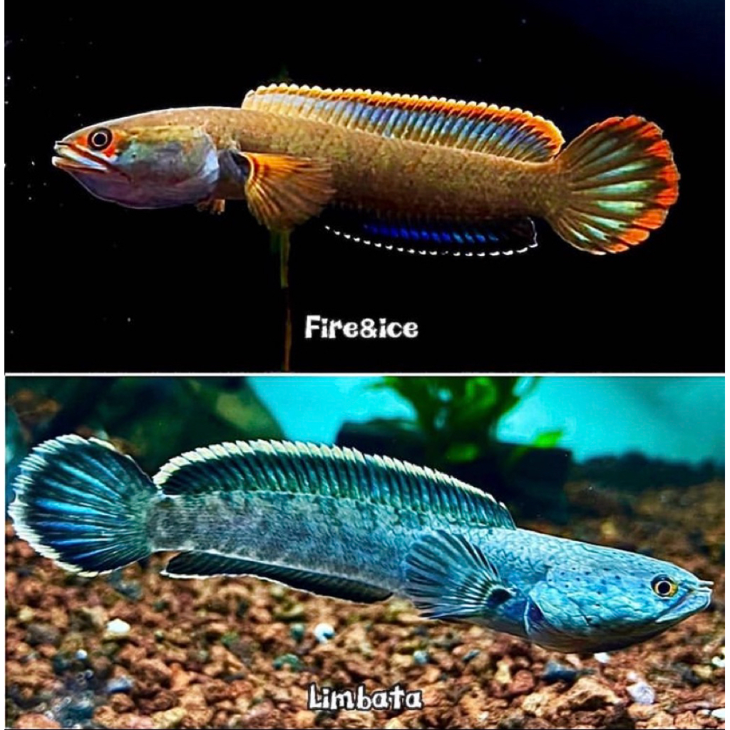 Jual channa baby/anakan limbata isi 5 ekor, indukan warna merah dan ...