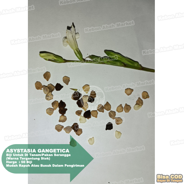 Jual Biji Rumput Israel Asystasia Gangetica 50 Pcs Bijinya Siap Tanam ...