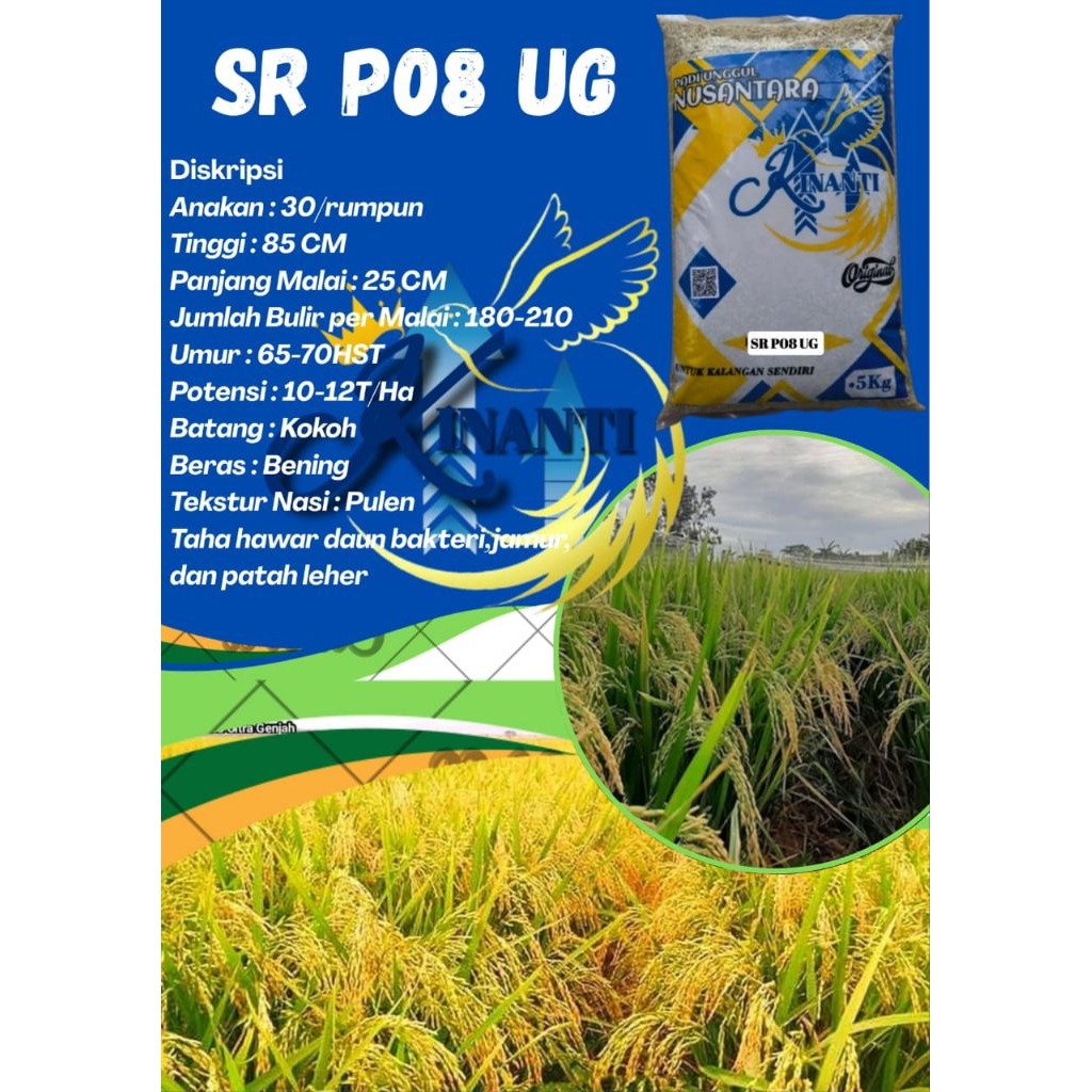 Jual BENIH PADI SR P08 UG Kemasan 5 KG | Shopee Indonesia
