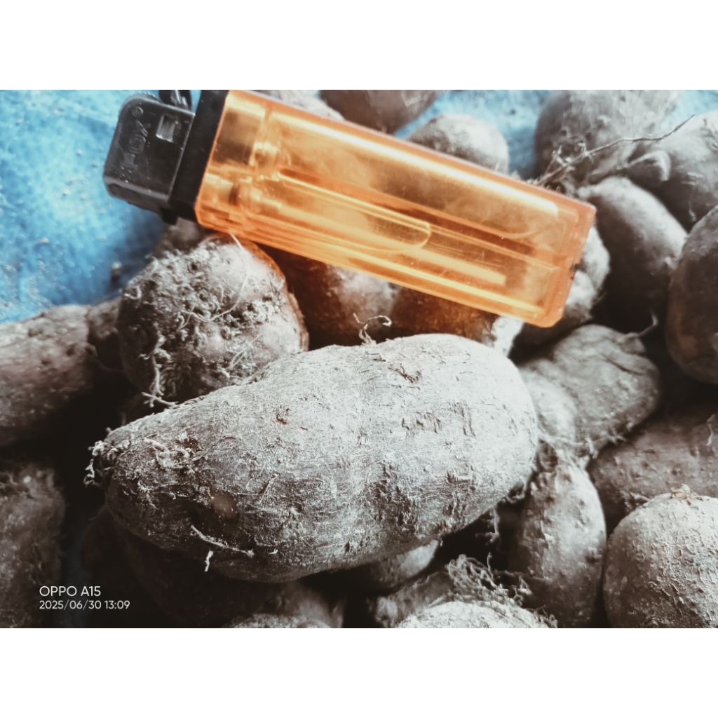 Jual kentang klici/ kentang hitam/ kentang bulu super pilihan besar 1kg ...