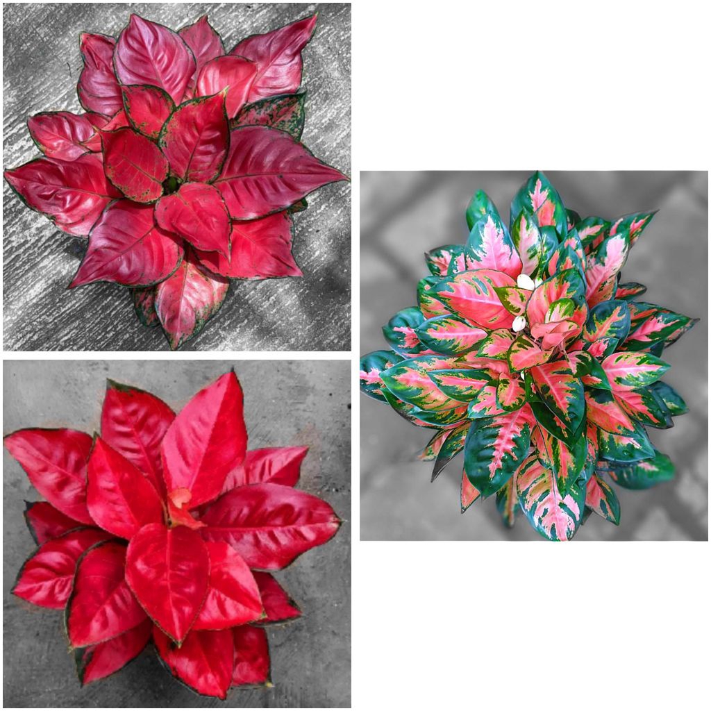 Jual Paket 3 bunga aglonema sultan brunei-suksom-Anjamani-Ruby-DLL ...