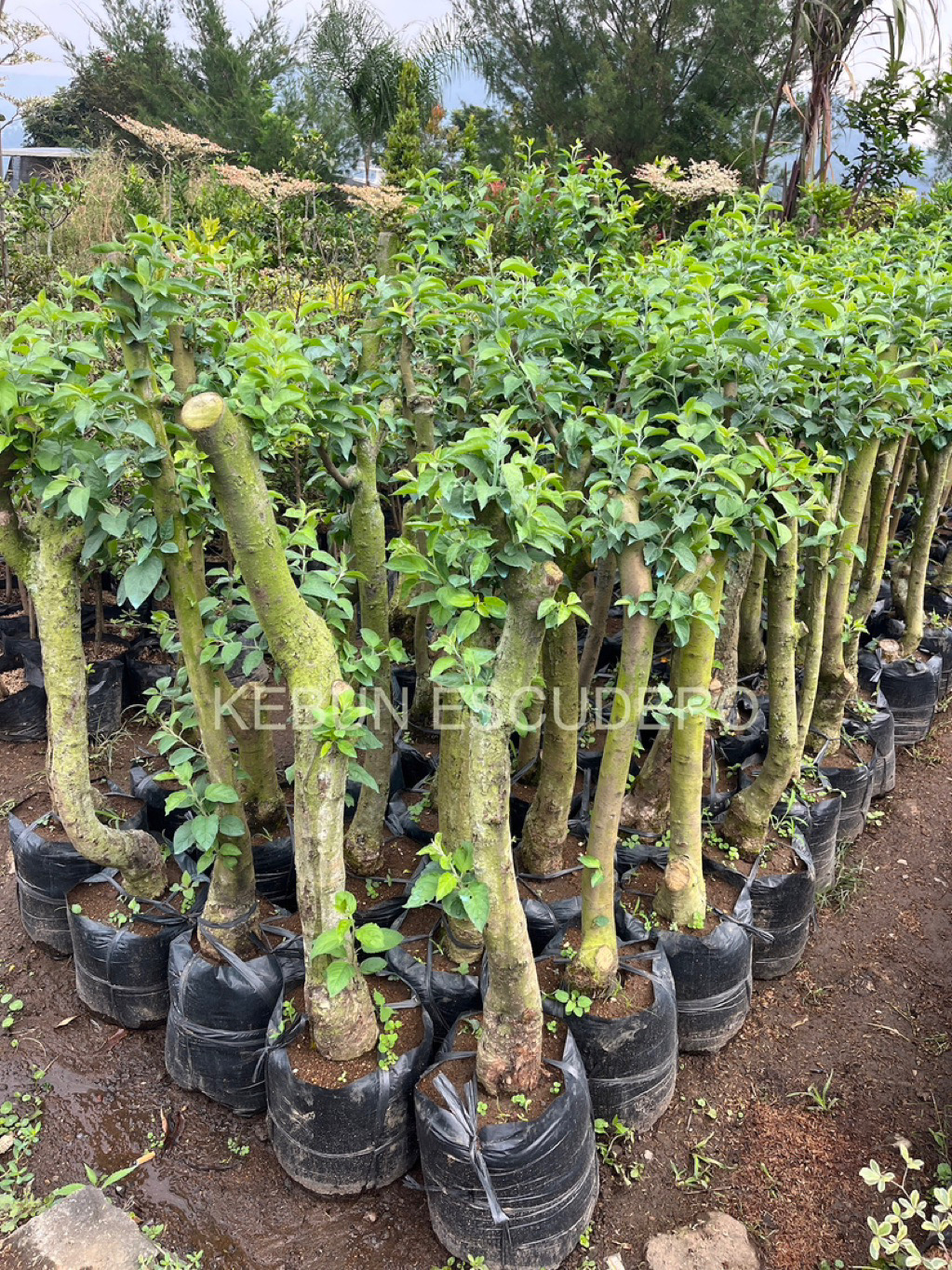 Jual Tanaman Buah Apel Manalagi Batang Besar Cepat Berbuah - Dongkel ...