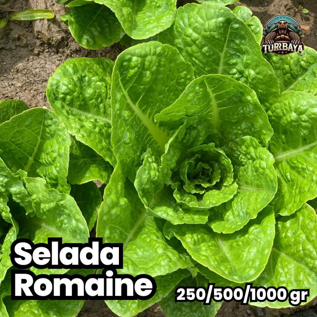 Jual Selada Romaine / Selada hidroponik organik tanpa pestisida dan herbisida | Shopee Indonesia