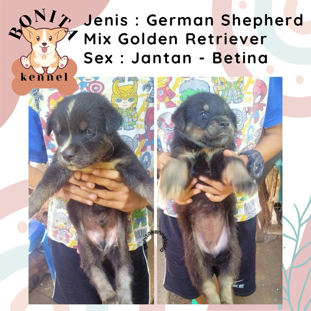 Jual German Shepherd Mix Golden Retriever Anak Anjing Herder Mix Golden ...
