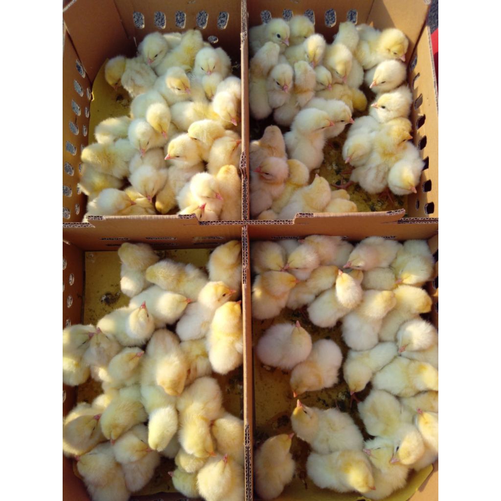 Jual Doc Ayam Negri Pejantan Super Grade B Sudah Vaksinasi Polar Dan ND ...